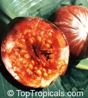 BOROJO.. :: Fiestas culturales y mucho mas....